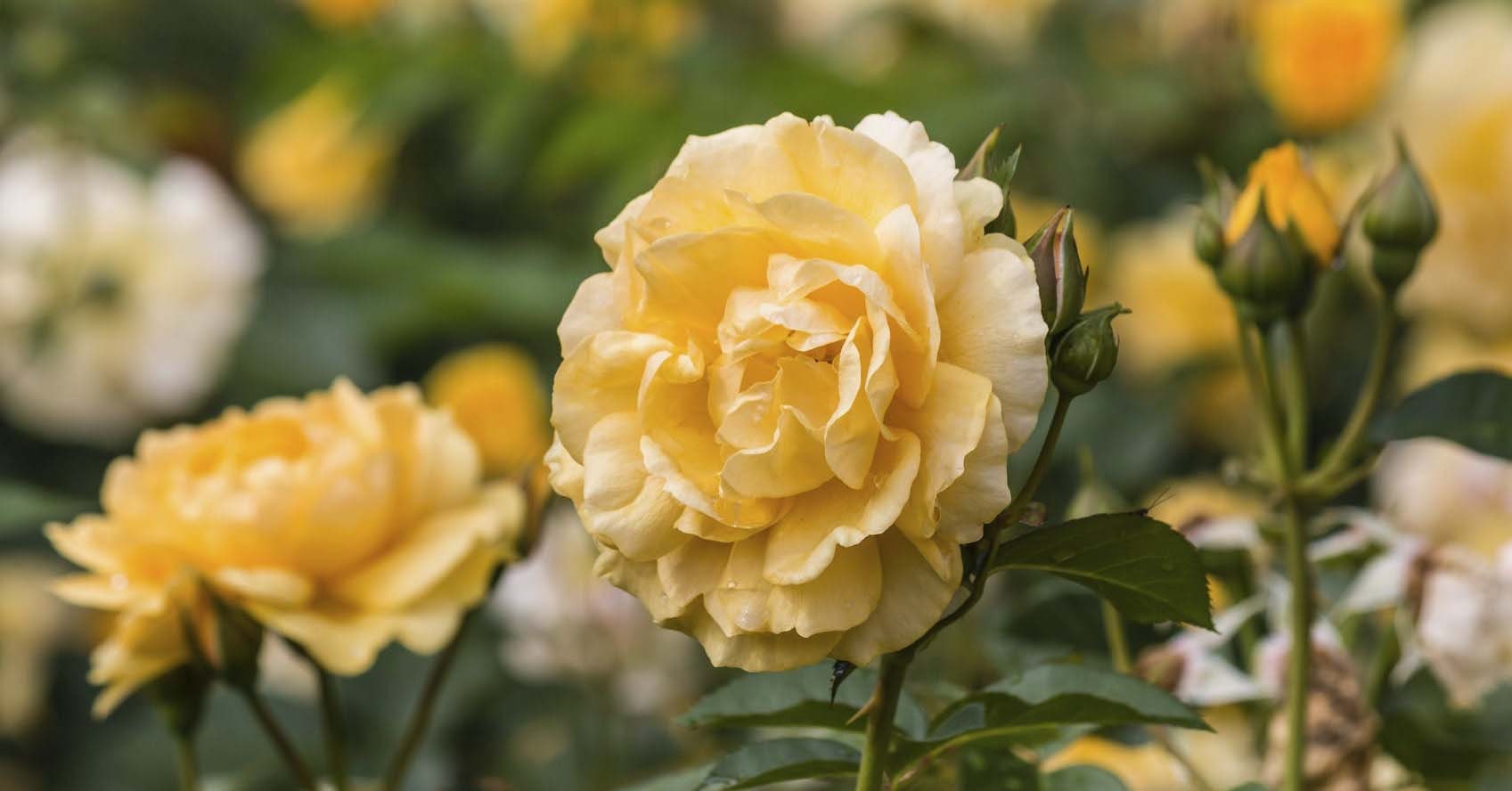 Sådan sår du roser med frø fra hyben | bobedre.dk