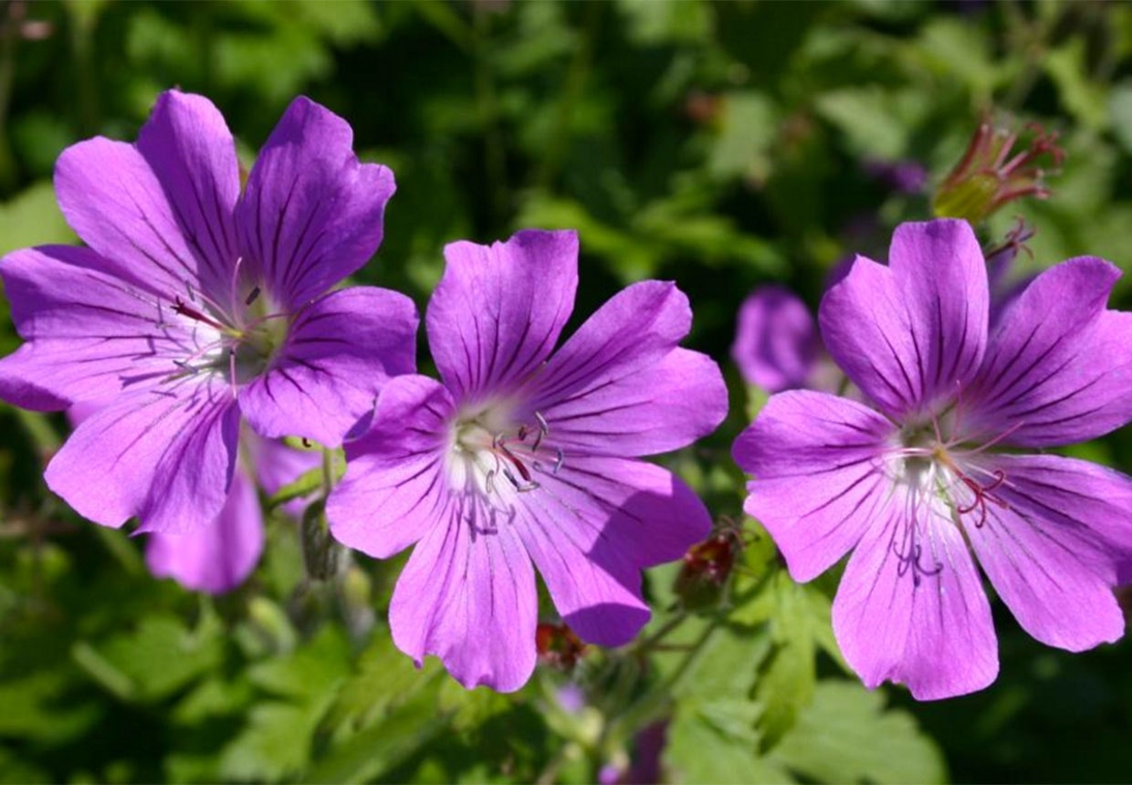 Geranium og storkenæb: de mest populære sorter og hybrider | bobedre.dk