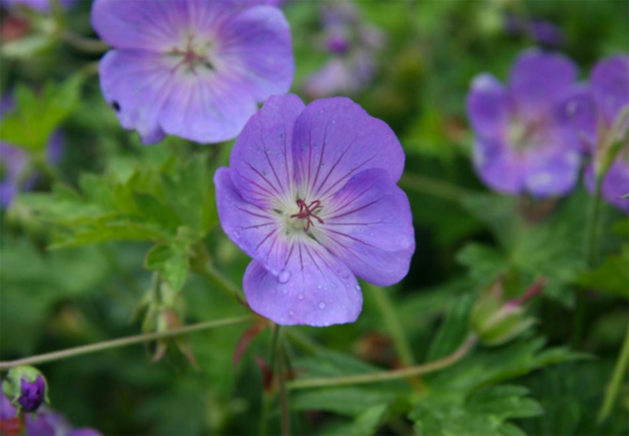Geranium og storkenæb: de mest populære sorter og hybrider | bobedre.dk