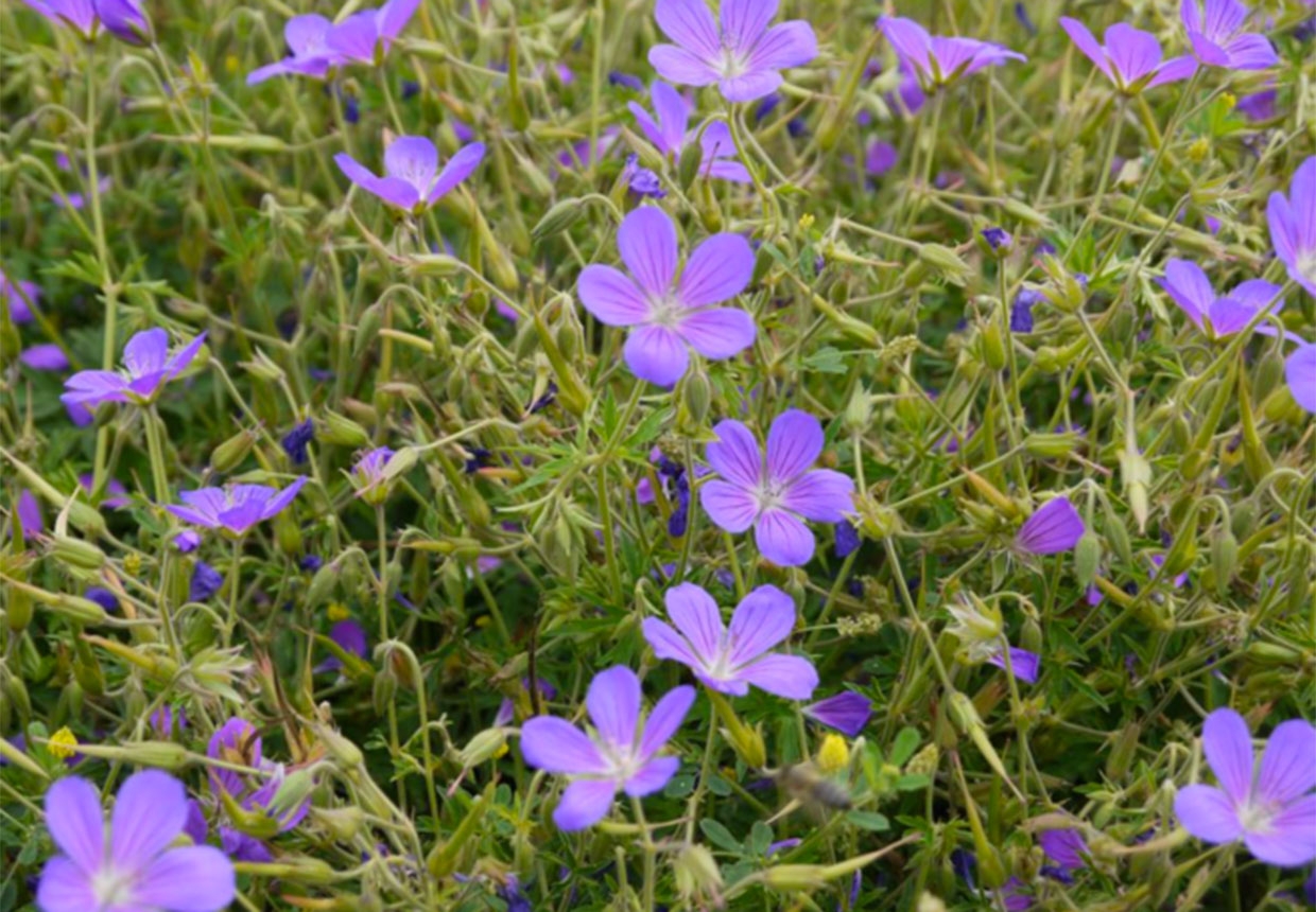 Geranium og storkenæb: de mest populære sorter og hybrider | bobedre.dk