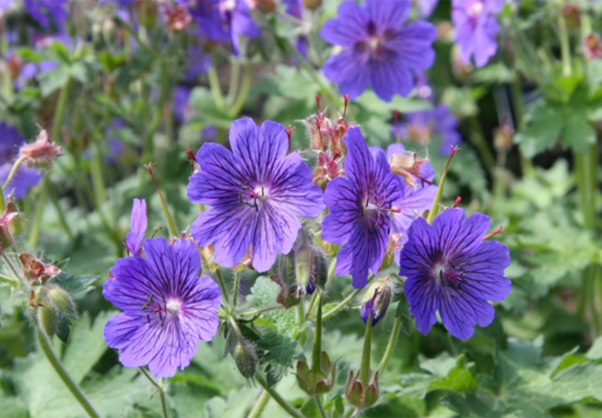 Geranium og storkenæb: de mest populære sorter og hybrider | bobedre.dk
