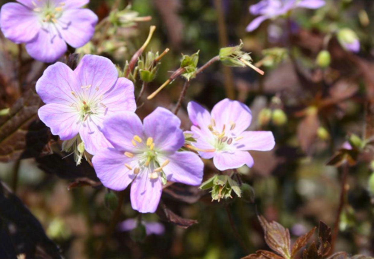 Geranium og storkenæb: de mest populære sorter og hybrider | bobedre.dk