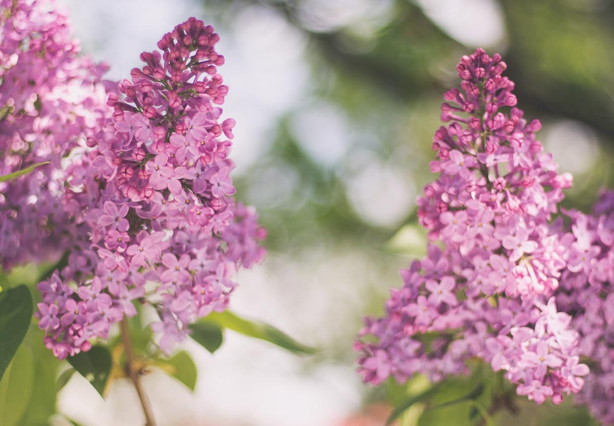 Sådan får du syrenbuketten til at holde længere | bobedre.dk