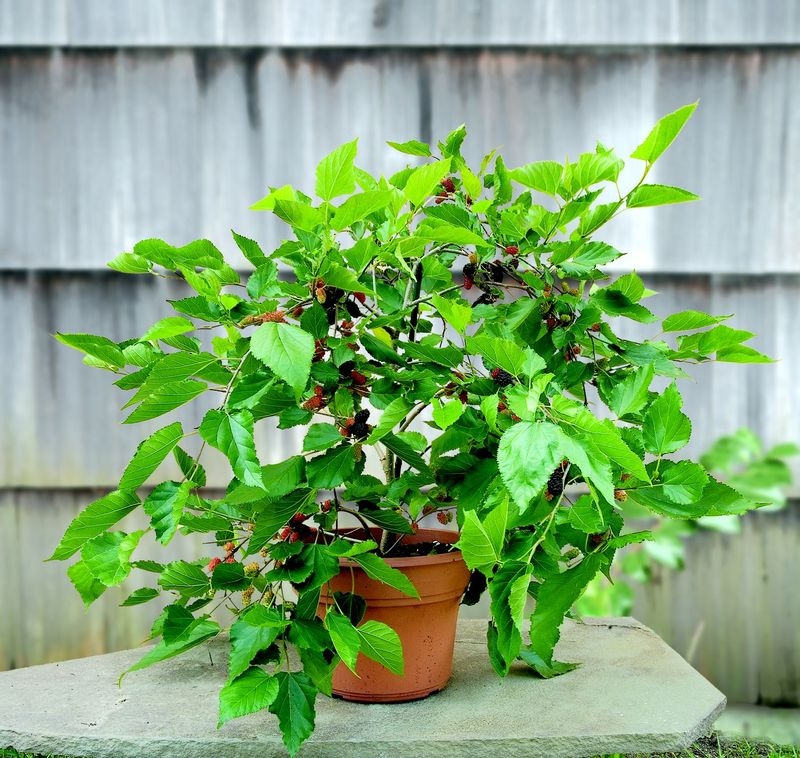 Frugttræer | Dyrk dine egne frugter | bobedre.dk