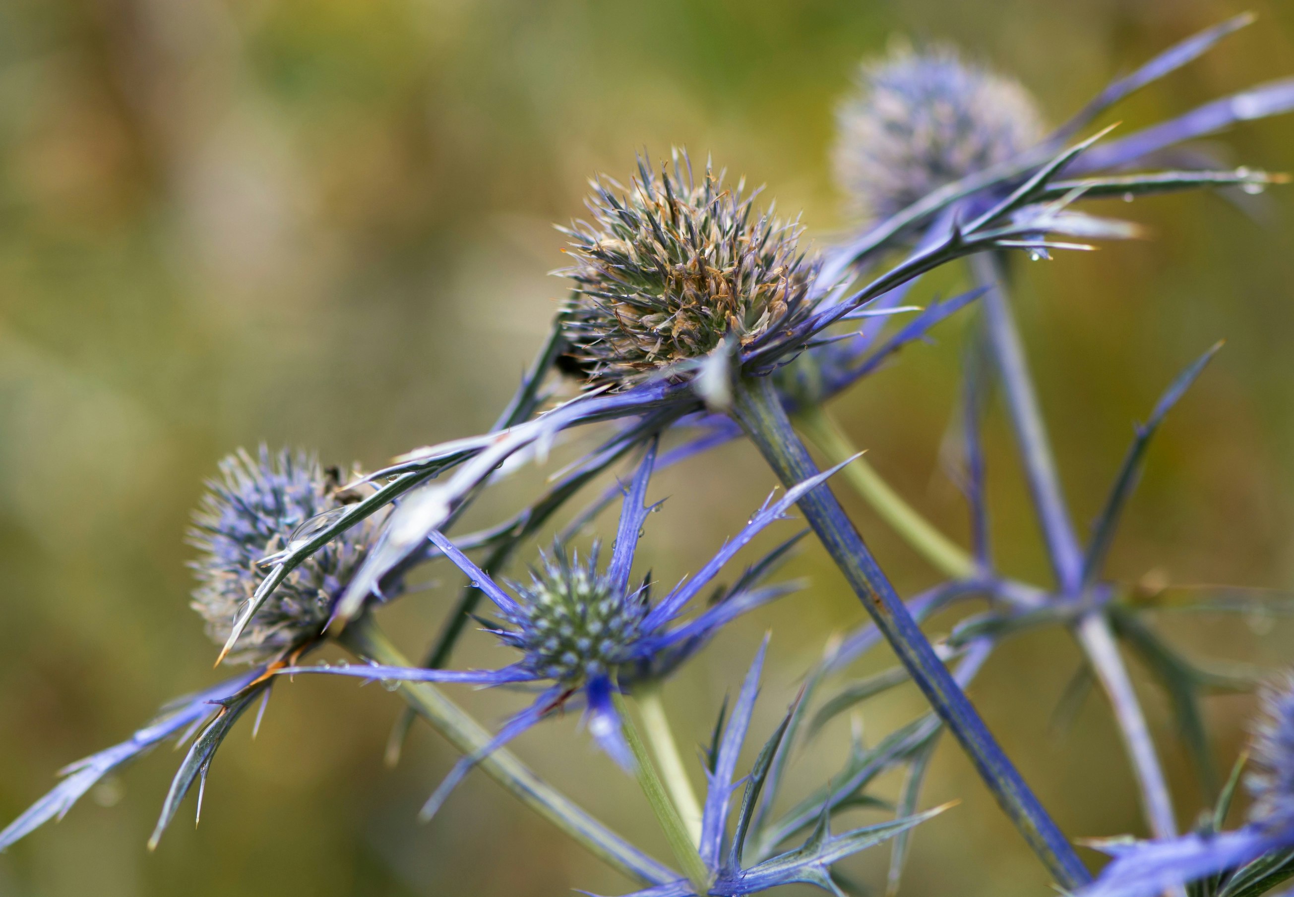 Mandstro – det grafiske indslag i haven | bobedre.dk