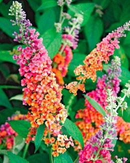 Sommerfuglebusken - strålende lokkemad | bobedre.dk