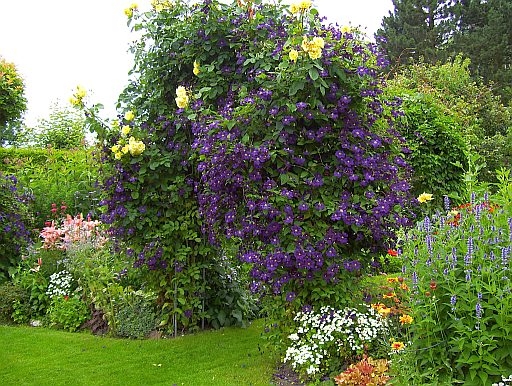 Klematis og roser - en overdådig kombination af klatreplanter | bobedre.dk