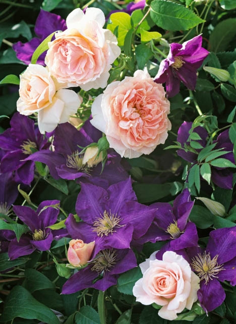 Klematis og roser - en overdådig kombination af klatreplanter | bobedre.dk