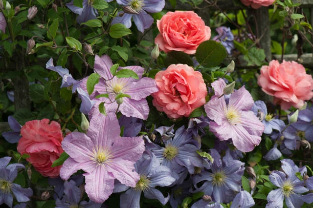 Klematis og roser - en overdådig kombination af klatreplanter | bobedre.dk