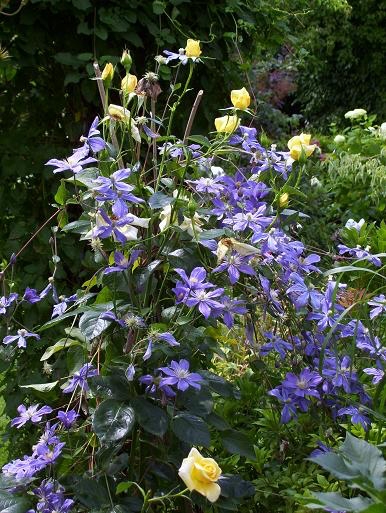 Klematis og roser - en overdådig kombination af klatreplanter | bobedre.dk