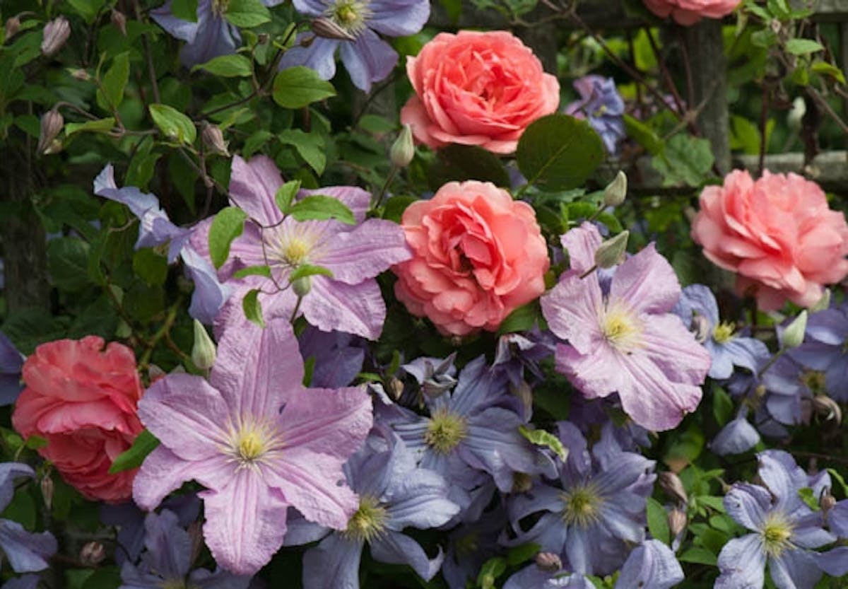 Klematis og roser - en overdådig kombination af klatreplanter | bobedre.dk