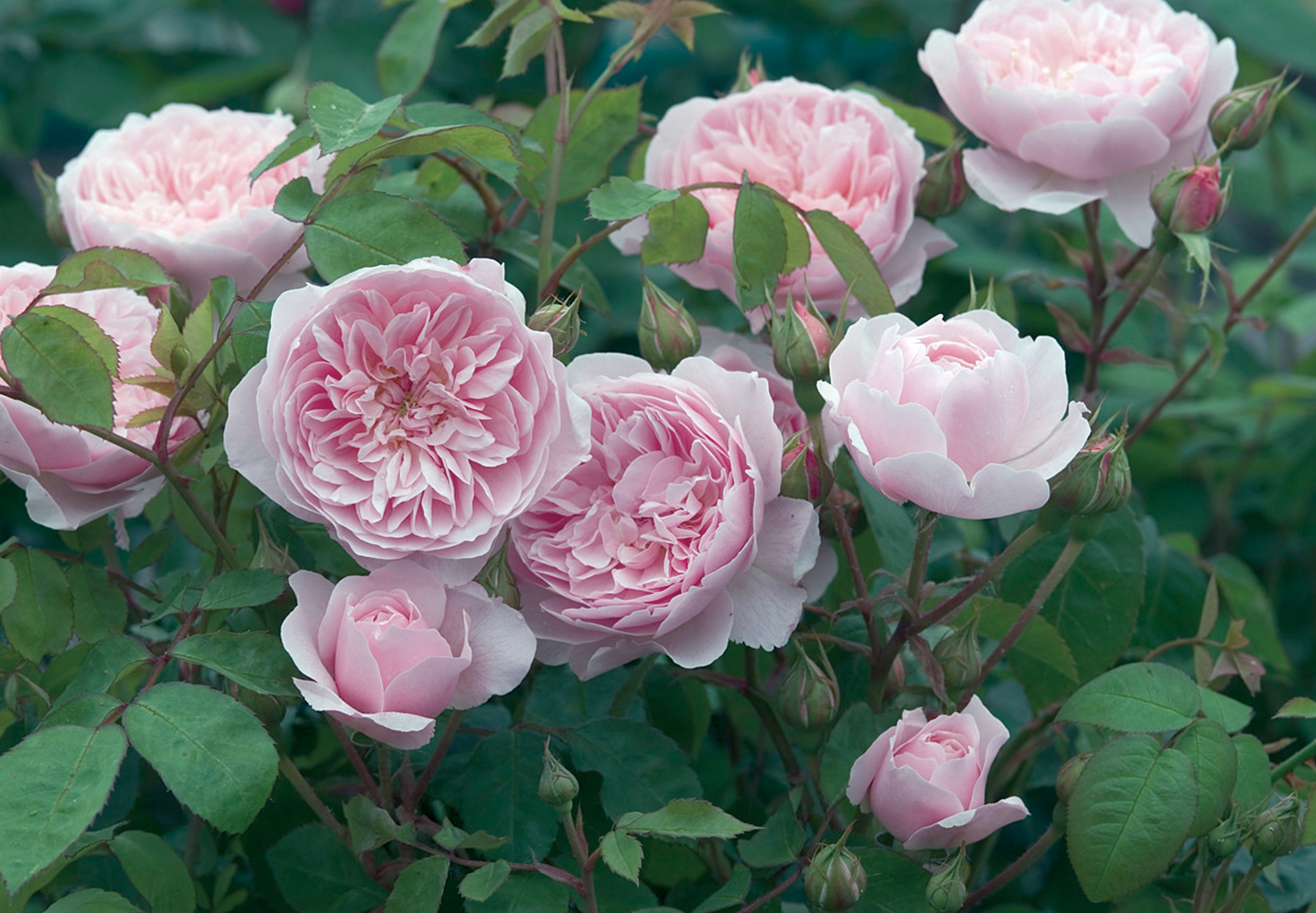 David Austin Roses - disse 15 engelske roser dufter bedst | bobedre.dk