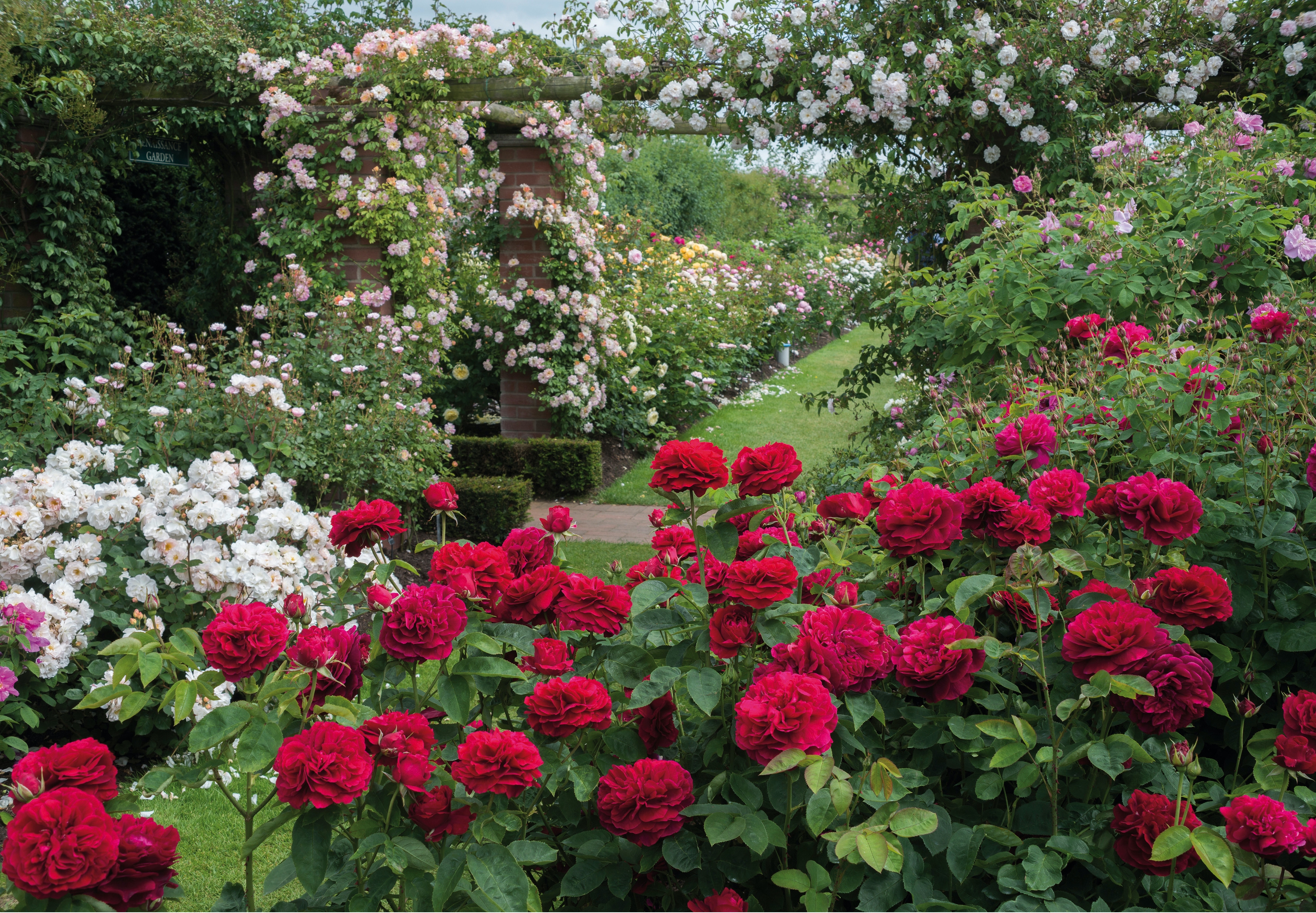 David Austin Roses - disse 15 engelske roser dufter bedst | bobedre.dk
