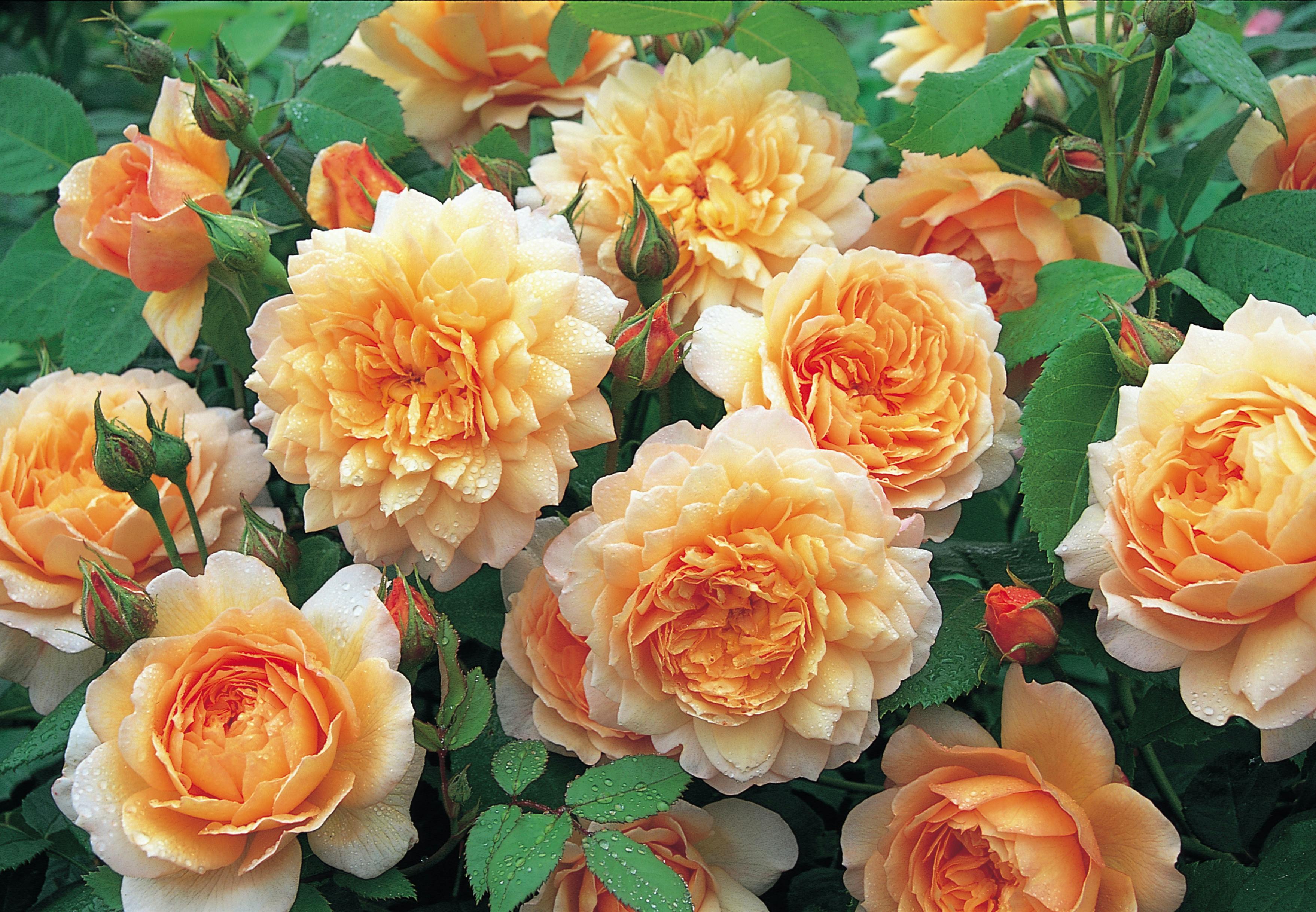 David Austin Roses - disse 15 engelske roser dufter bedst | bobedre.dk