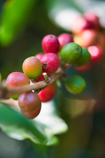 Her er kaffe-nørdernes trick: Genvejen til den perfekte kop kaffe ...