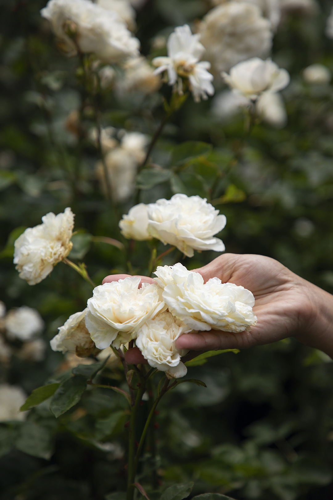 Midt i København findes en have med over 150 rosensorter | bobedre.dk