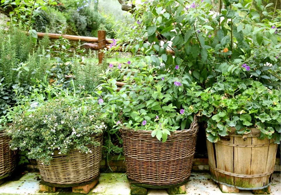 Her er årets største hagetrender ifølge Pinterest | bo-bedre.no