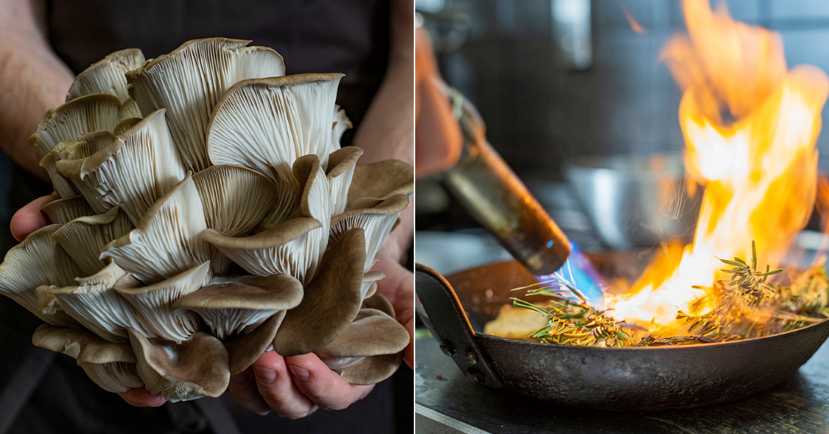 Funga Farm i København producerer klimavenlige svampe | bobedre.dk