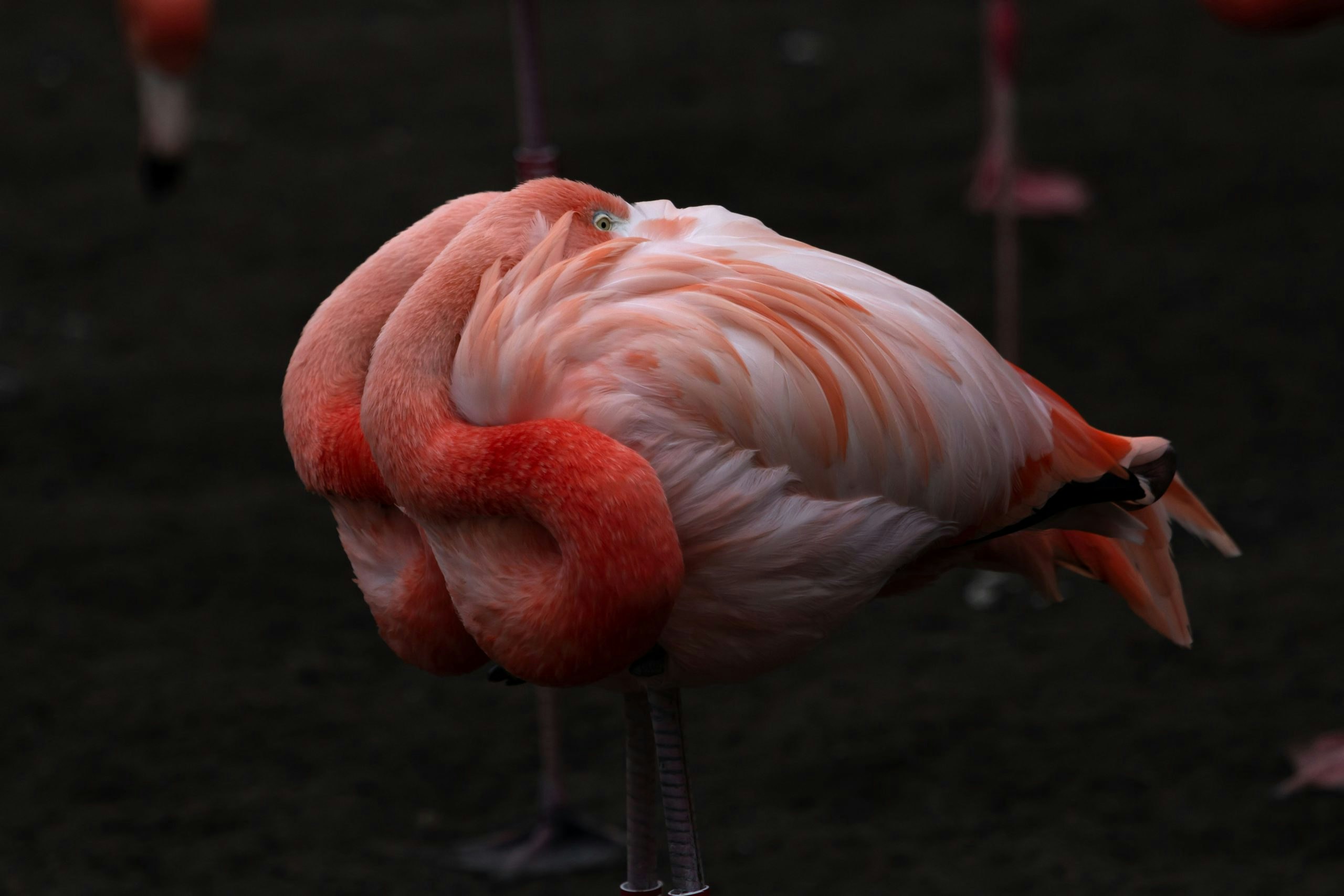 Katso lukijoiden parhaat lintukuvat | digi-kuva.fi