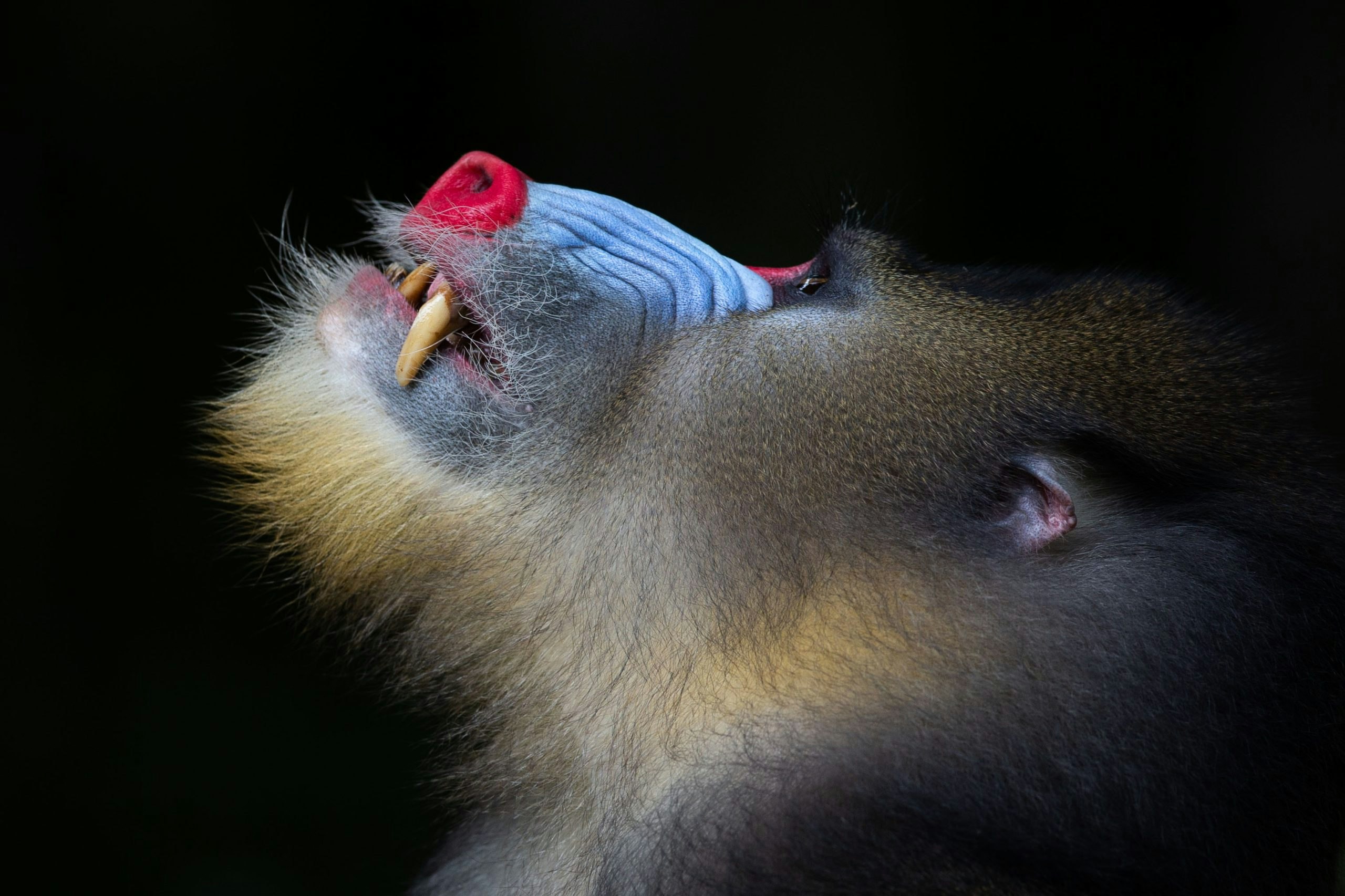 Mogens Trolle: Stor intervju med primaternas porträttfotograf ...