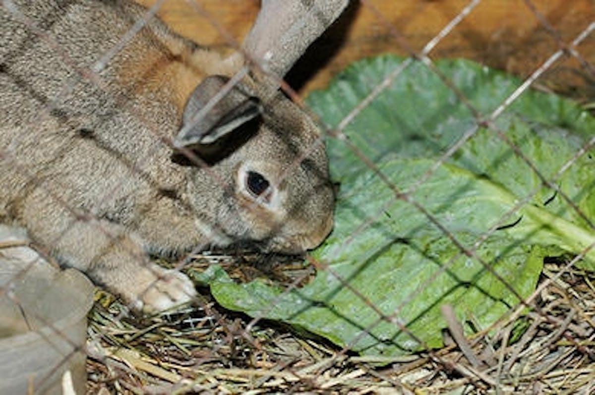 Kaninbur - bygg kaninbur selv | Gjør Det selv
