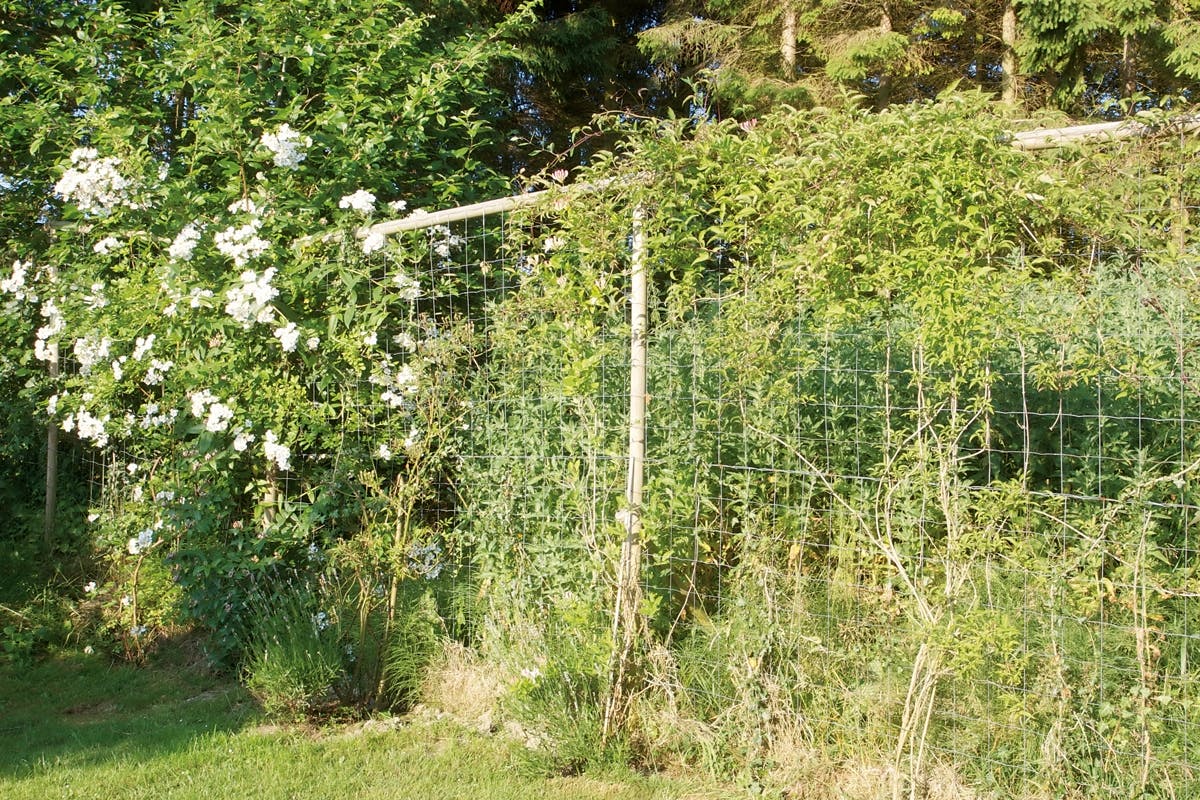 Enkelt grønt gjerde – kun 70 kroner per meter | Gjør Det selv