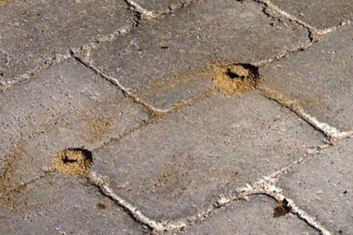 Bekæmpelse af myrer - sådan gør du! | goerdetselv.dk