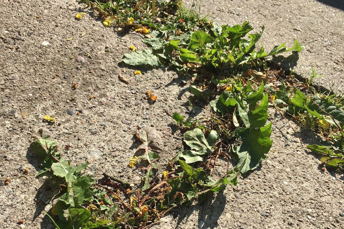 Ugress: Fjern ugress mellom steinene – slik gjøres det | Gjør Det Selv