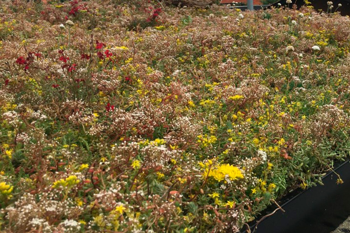 Sedumtak - Vad du behöver veta! (2025) | gds.se