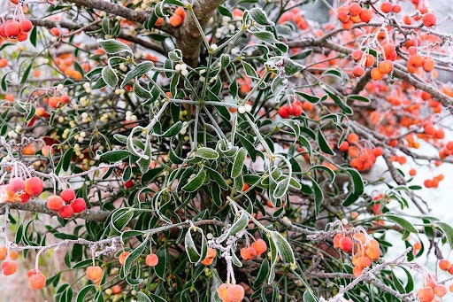 Slik dyrker du misteltein | gjoerdetselv.com