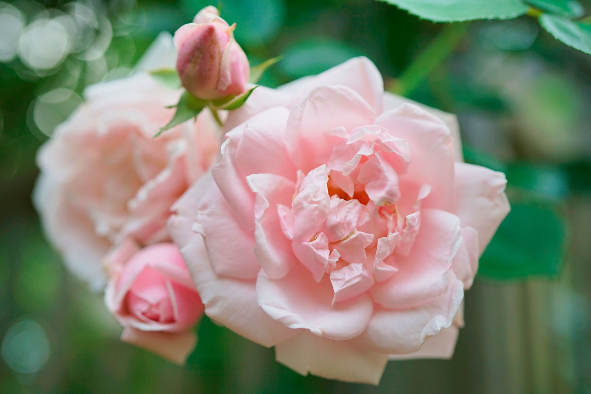 Vælg roser af god kvalitet | goerdetselv.dk