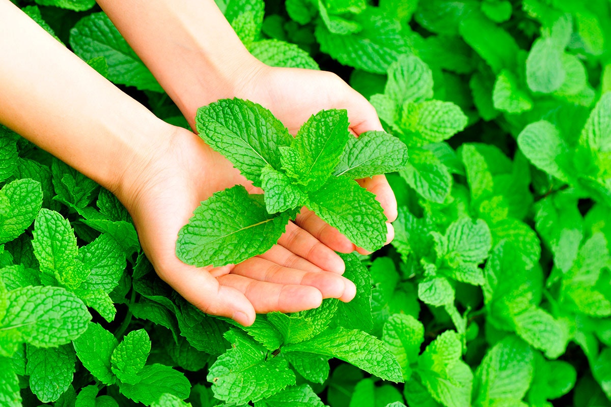 Mynta - så här planterar och torkar du mynta | gds.se