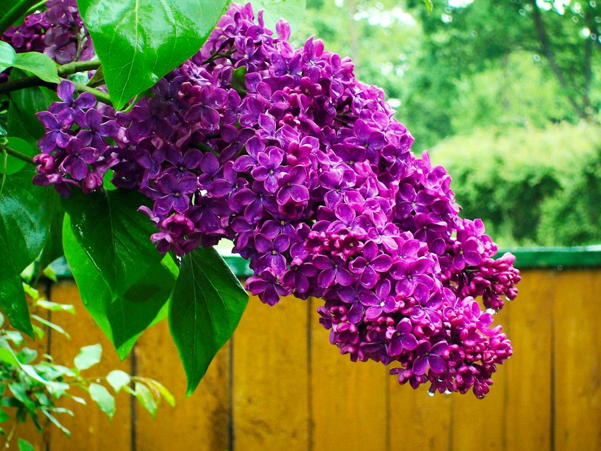 Slik beskjærer du syriner | gjoerdetselv.com