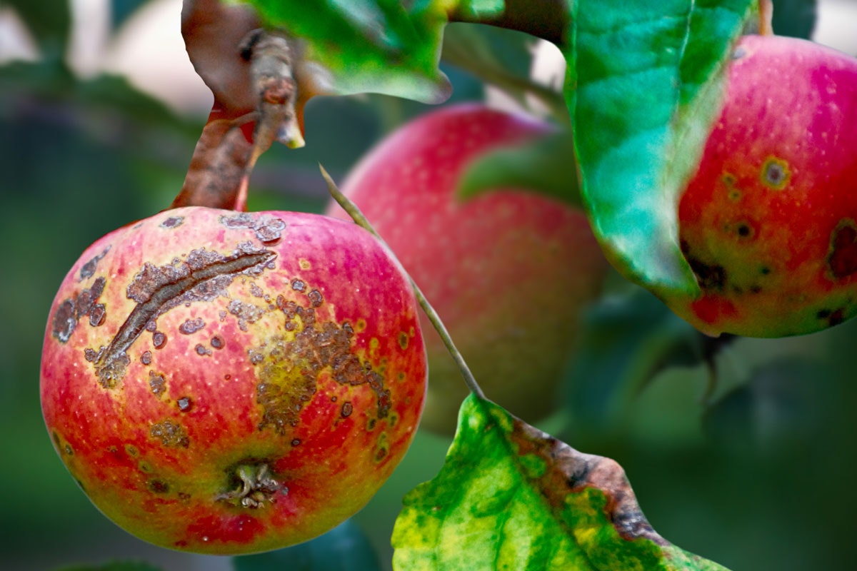 Sjukdomar och skadedjur i fruktträd | gds.se