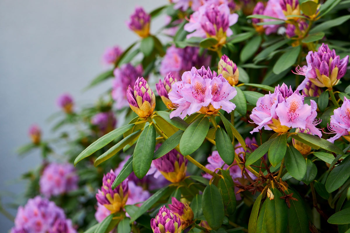Rhododendronstiklinger - Formering av rhododendron | gjoerdetselv.com