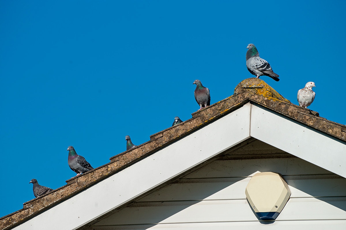 5 tips: Slip af med duer i haven | goerdetselv.dk