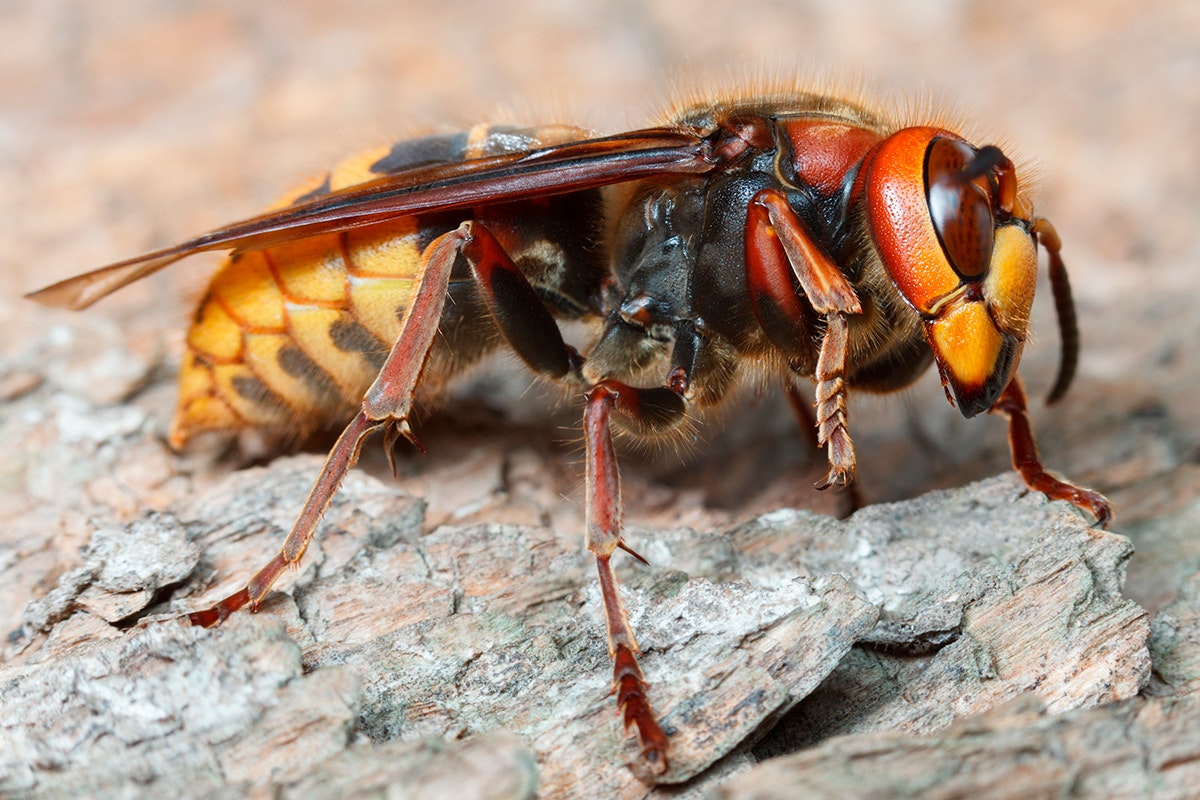Er geithams farlig? | gjoerdetselv.com