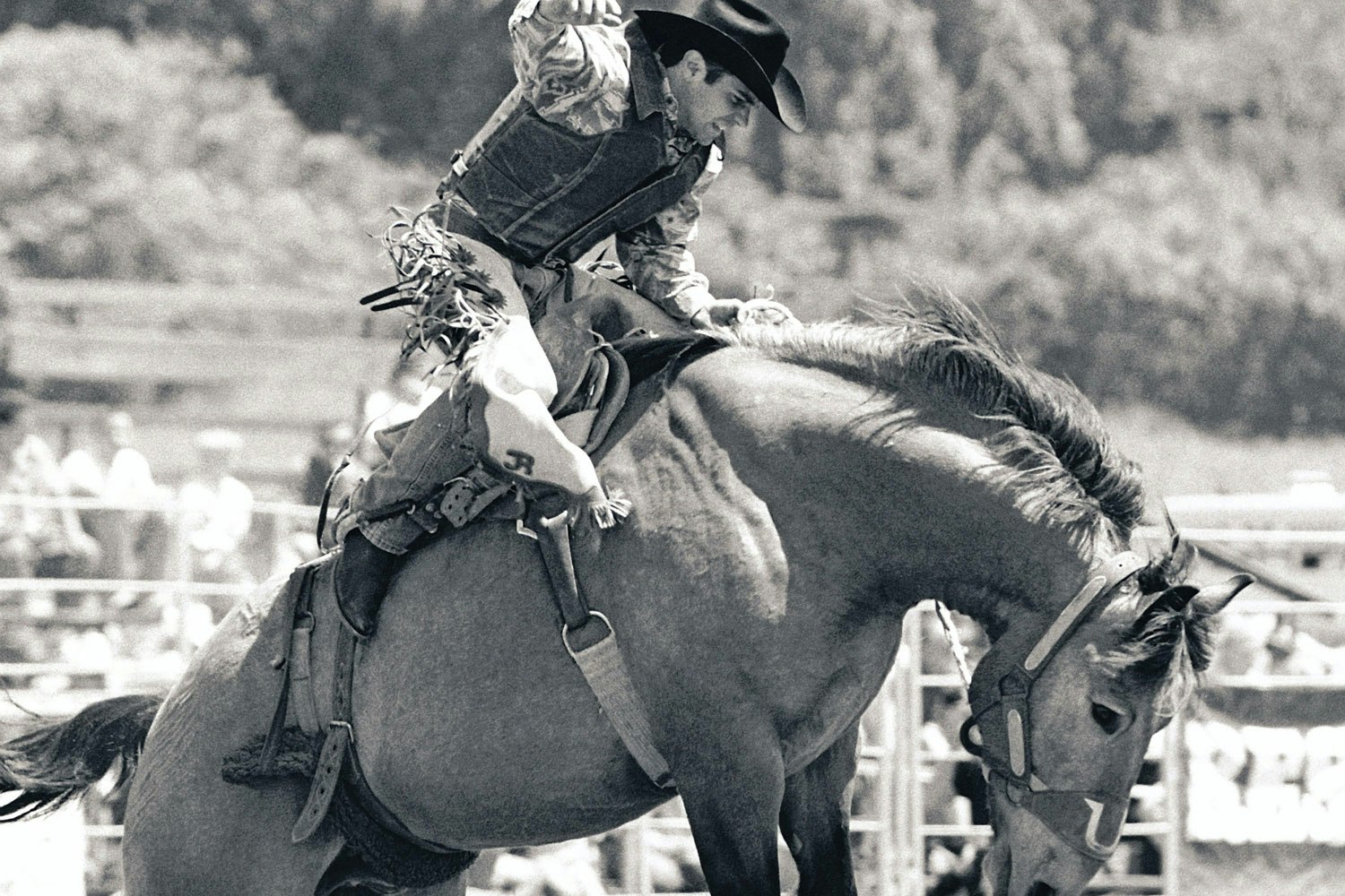 Når begynte cowboyer å ri rodeo? | historienet.no