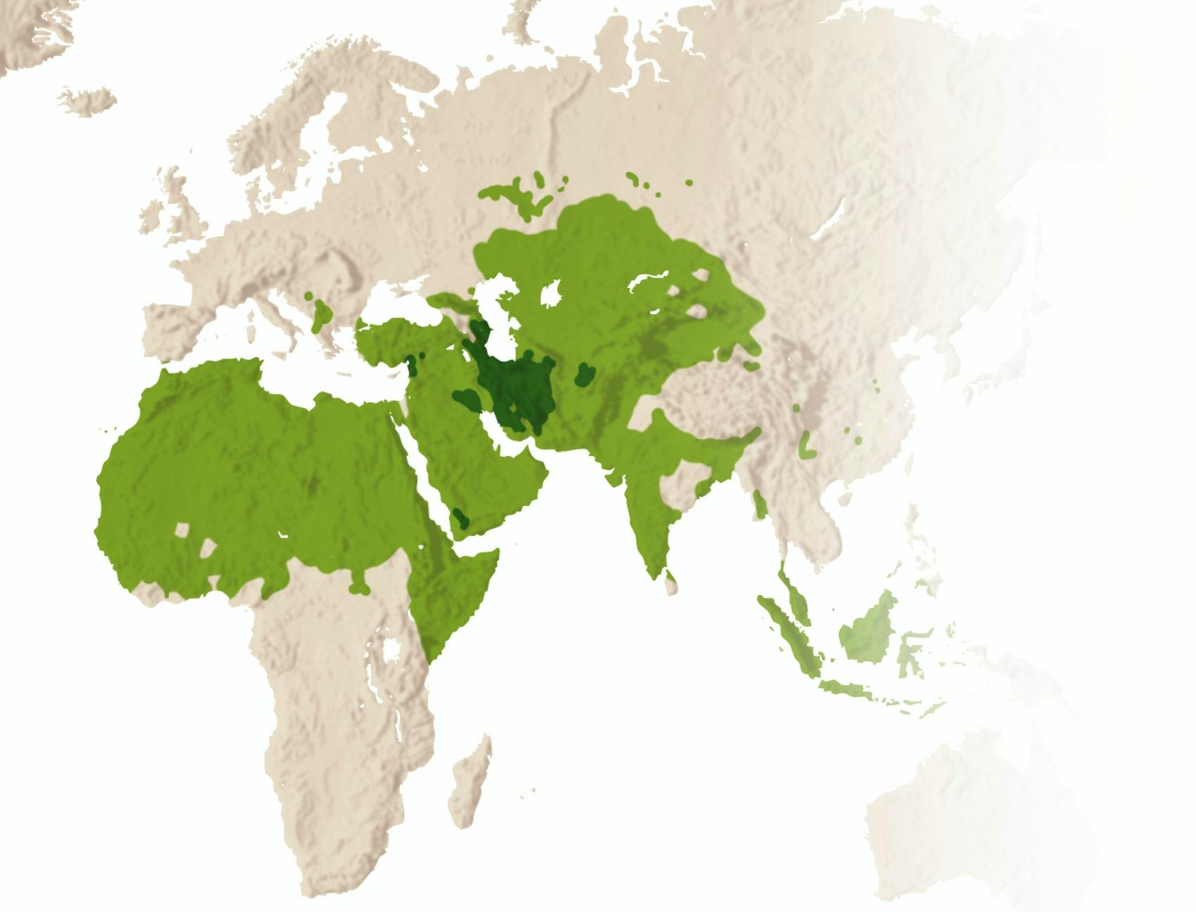 Hvad er forskellen på shia- og sunni-muslimer? | historienet.dk