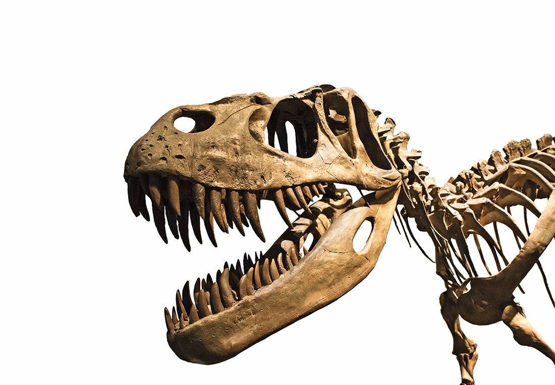 Hur länge har vi känt till dinosaurierna? | varldenshistoria.se