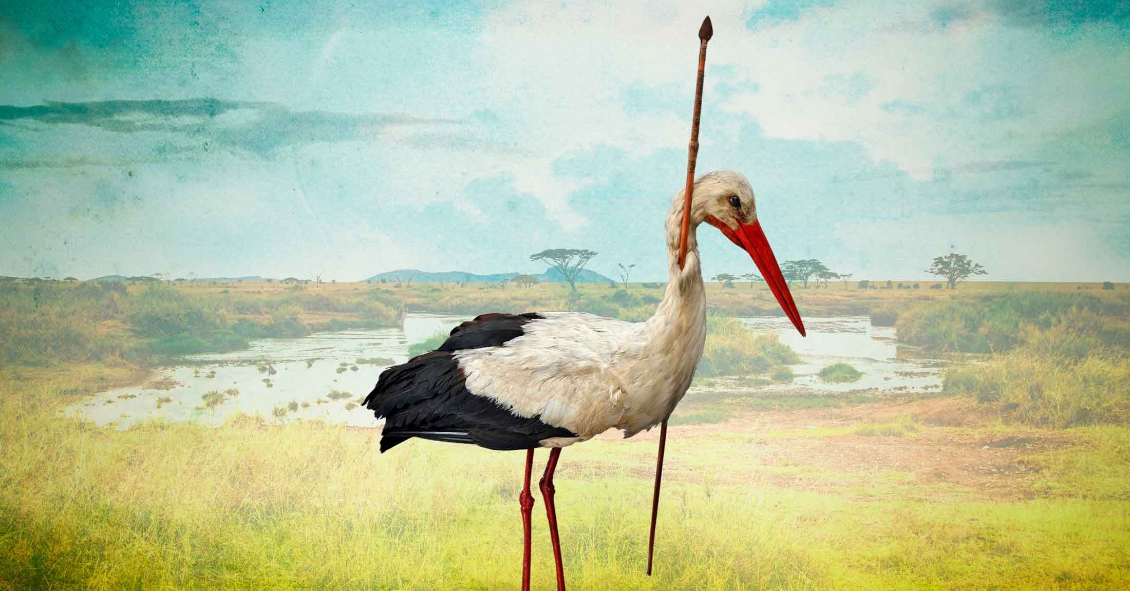 Stork afslørede trækfuglenes hemmelighed | Historienet.dk