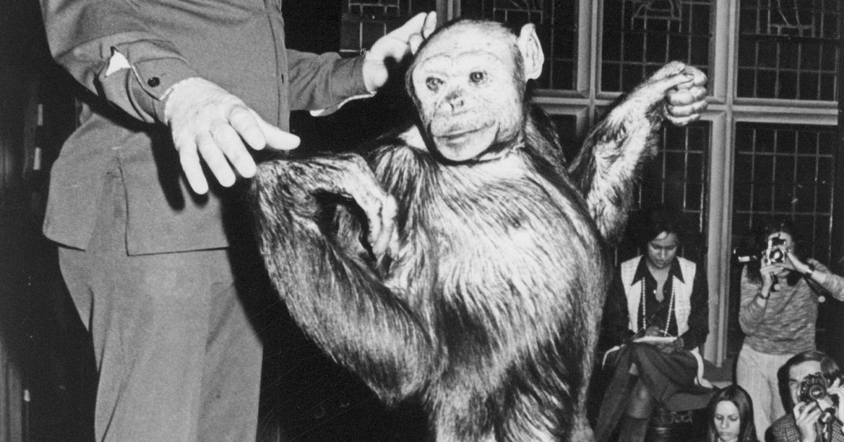 Chimpansen Oliver: Et halvt menneske? | historienet.dk