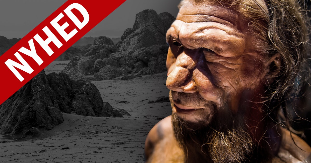 Neandertalere tilberedte krabber som gourmetkokke | historienet.dk