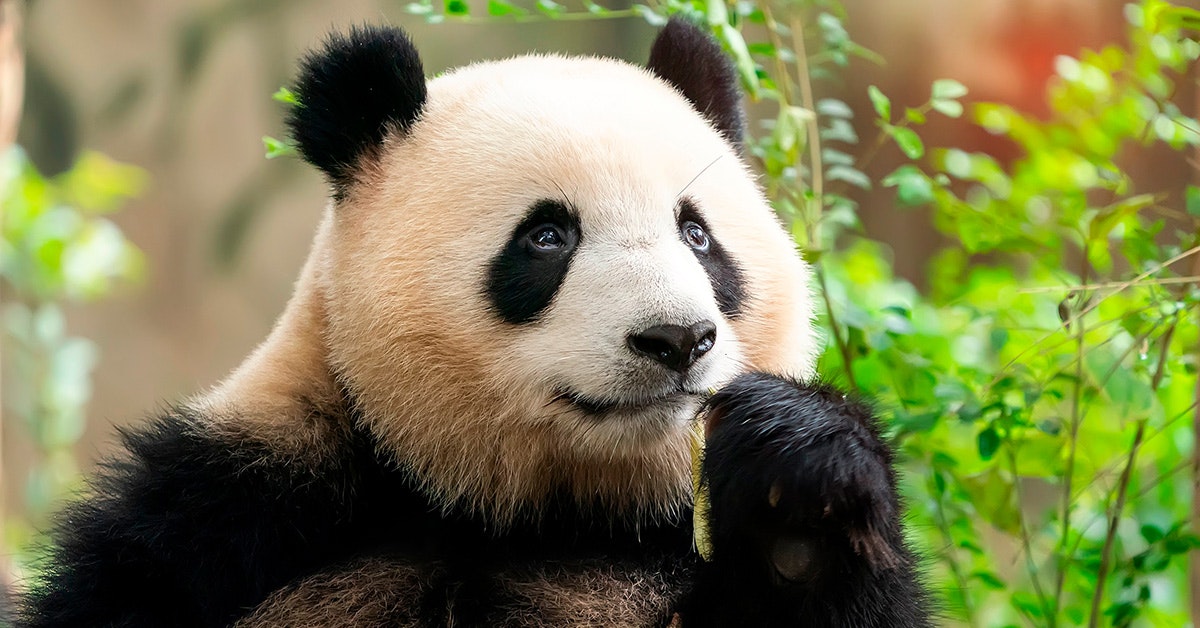 Hva Med Ingen Panda