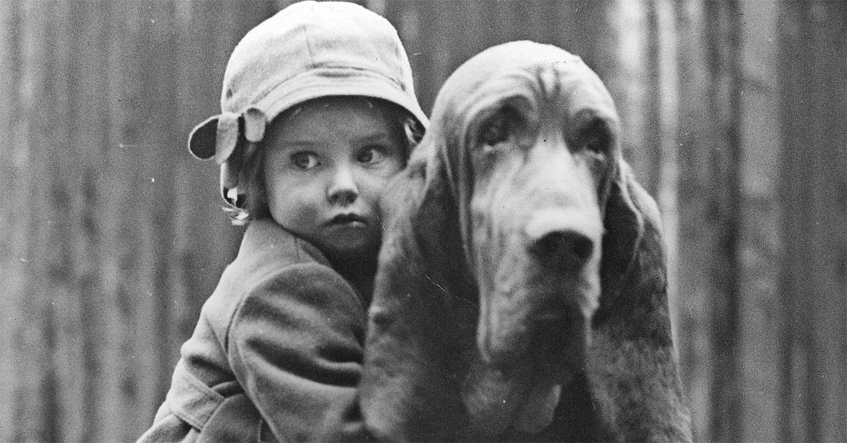 Massakre: 500 000 hunder og katter drept på en uke | historienet.no