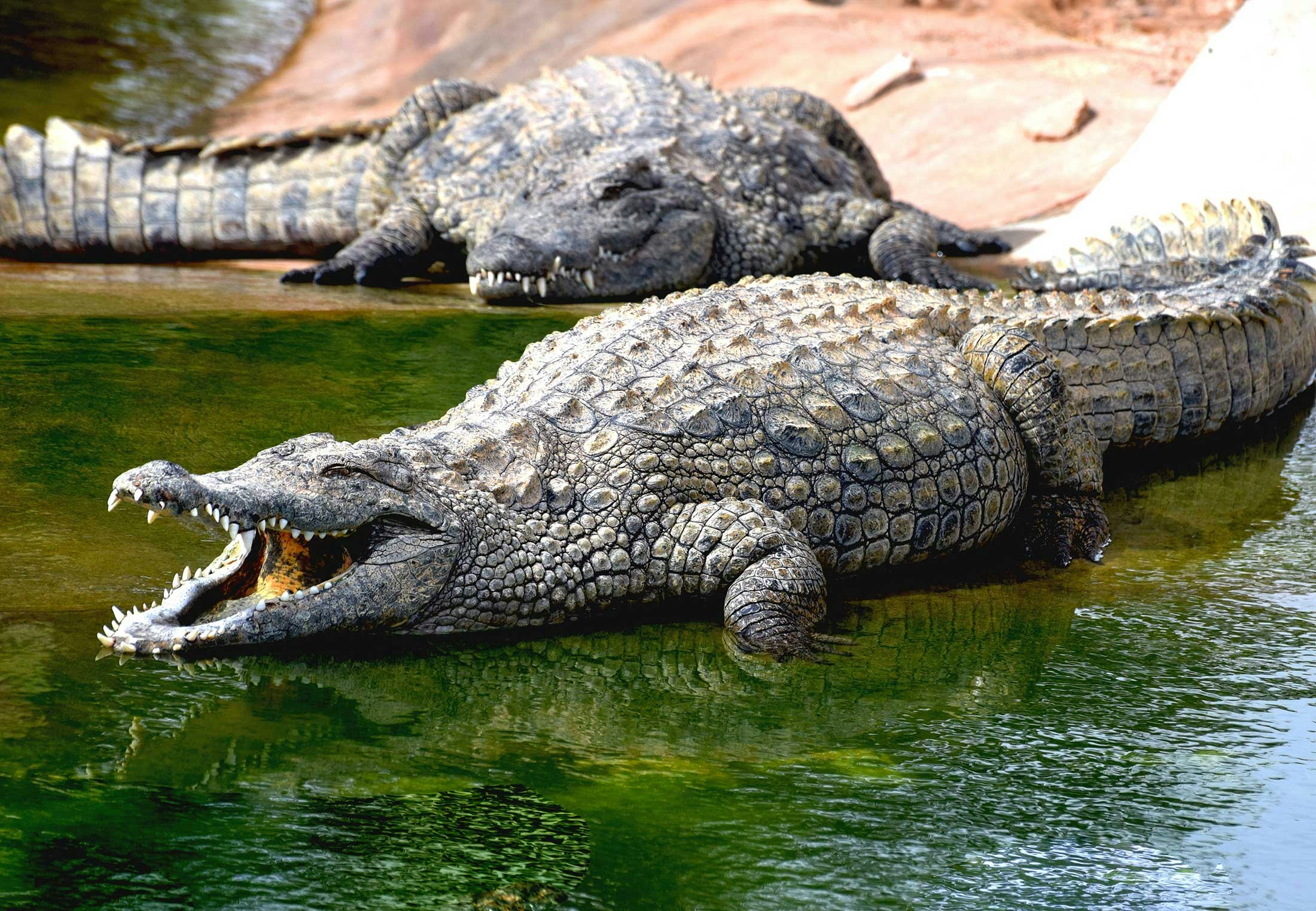 Studier förmedlar nyheter om Egyptens mumifierade krokodiler ...