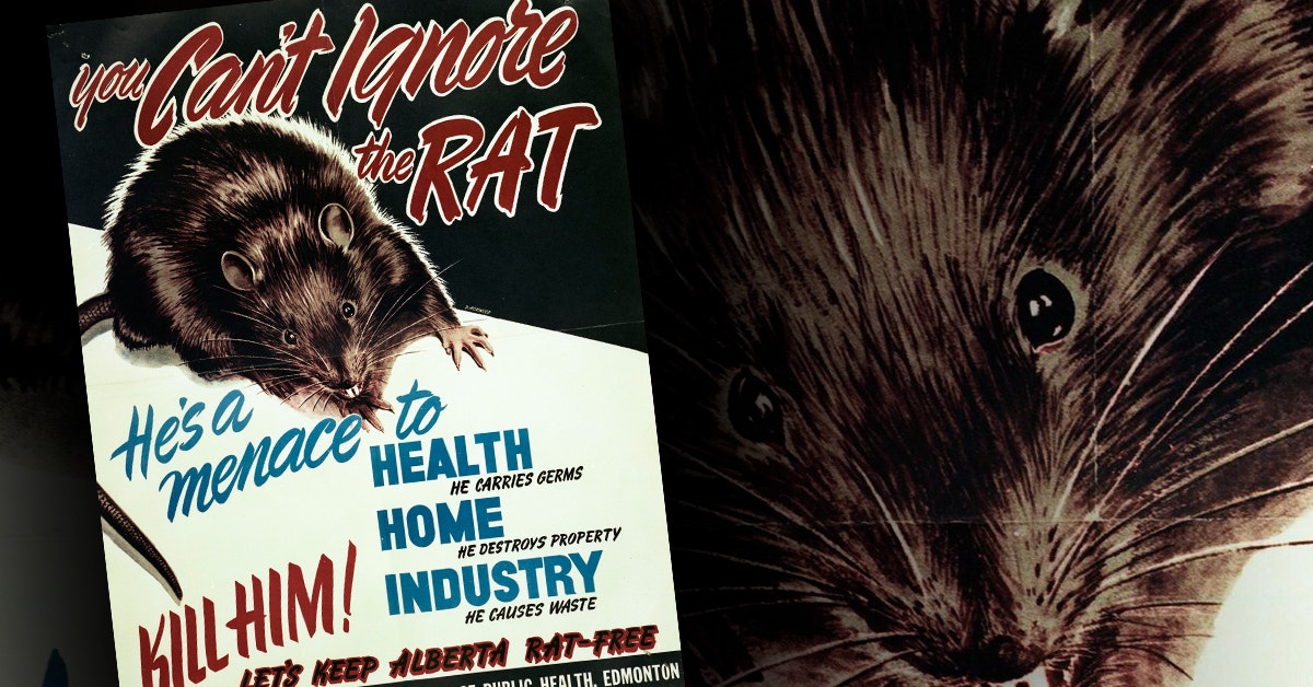 Arsenik og skolebørn bekæmpede rotter i Canada | historienet.dk