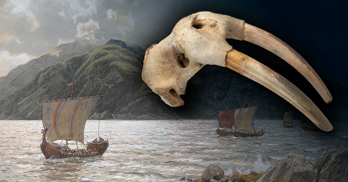 Vikingarna seglade till världens ände efter elfenben | varldenshistoria.se