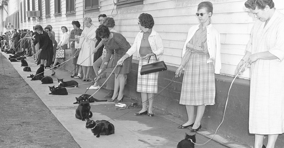 Sorte katte skulle myrdes i Hollywood-film | historienet.dk