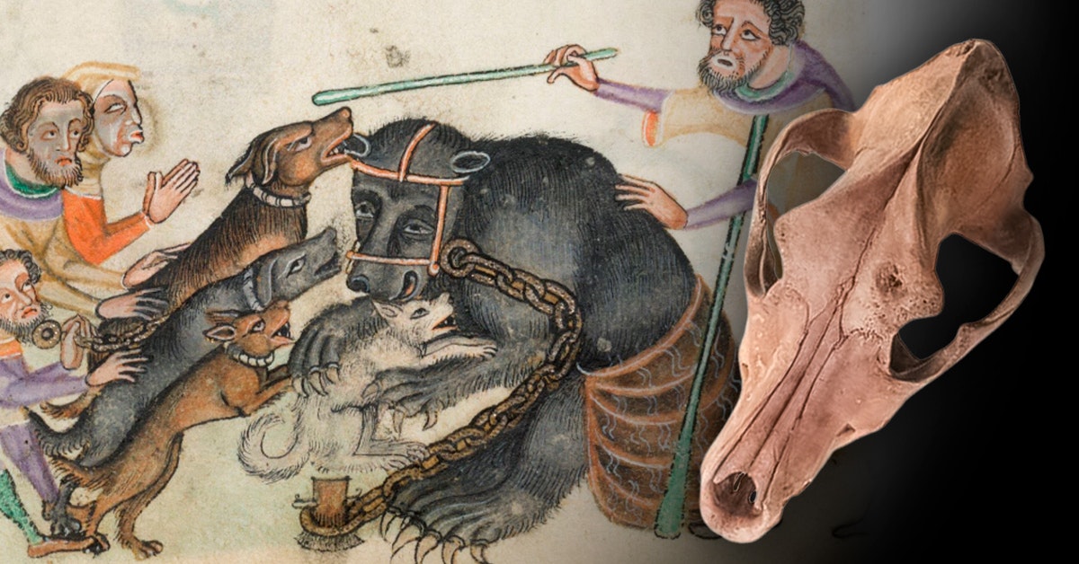 Vanvittig dyrekampe i England: Hunde skulle kæmpe mod bjørne ...